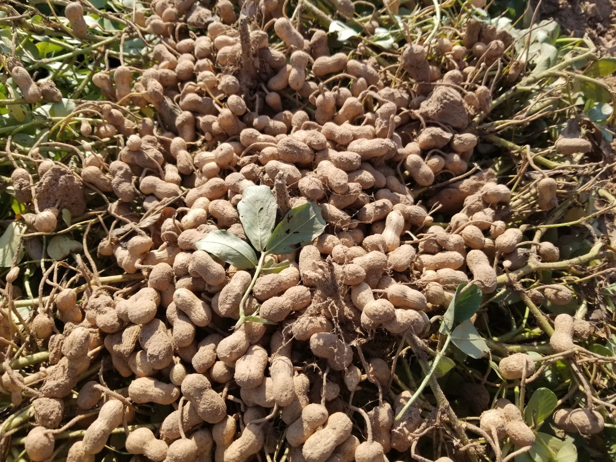 Evaluation of cover crop practice in peanut production system – TEXAS A ...