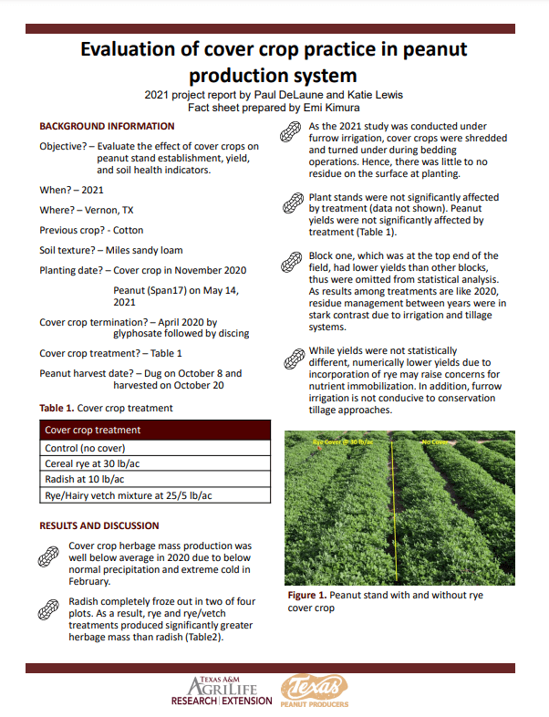 Evaluation of cover crop practice in peanut production system – TEXAS A ...