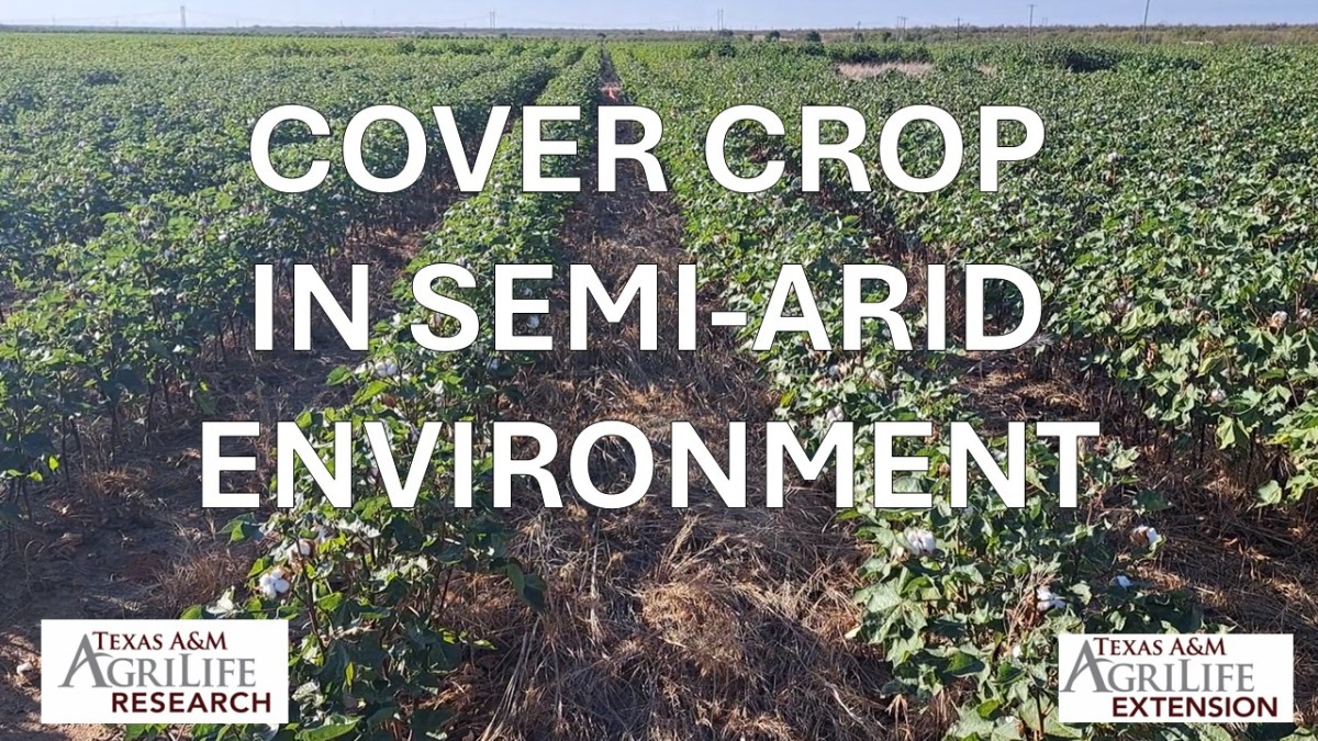 *Cover crop in the semi-arid environment – TEXAS A&M AGRILIFE ROLLING ...